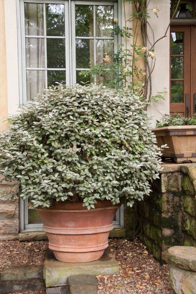 50 Gorgeous Shrubs for Containers That Thrive in Small Spaces