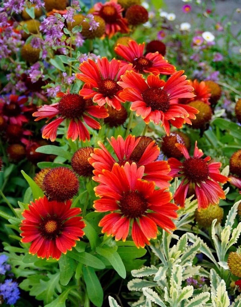 23 Beautiful Flowers That Mean Healing for a Comforting Touch