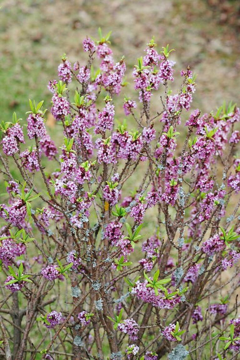 29 Stunning Pink Flowering Bushes That Brighten Any Garden