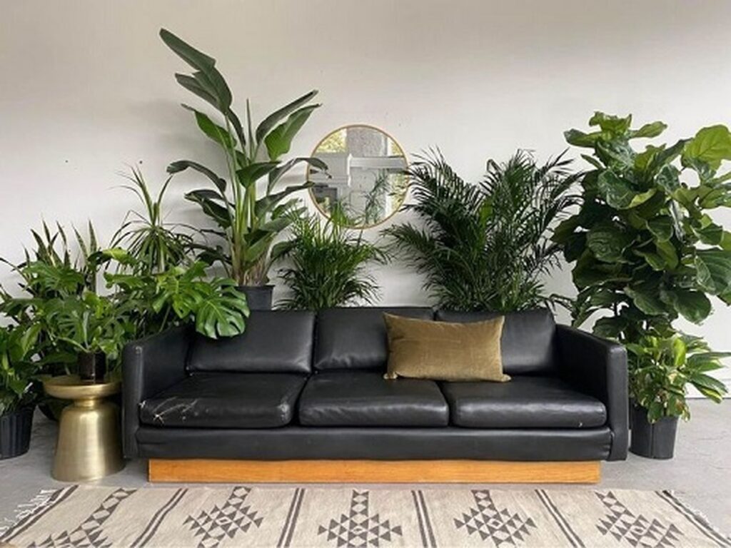 18 Stylish Plants Behind the Couch Ideas to Transform Your Space