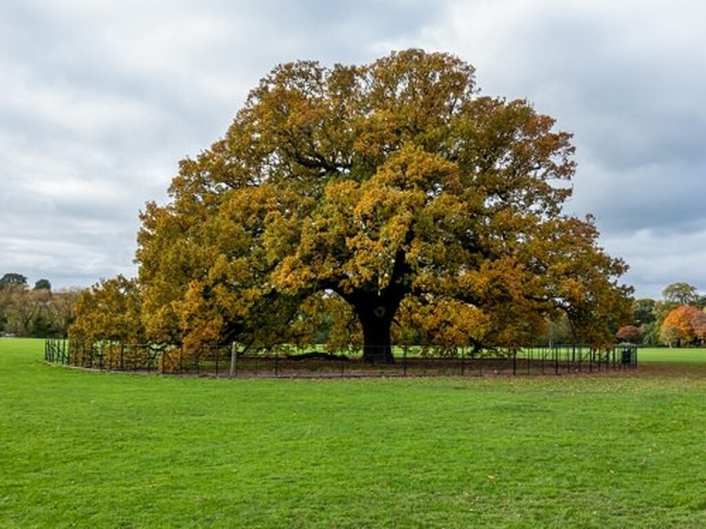 50 Stunning Types of Oak Trees for Your Dream Landscape