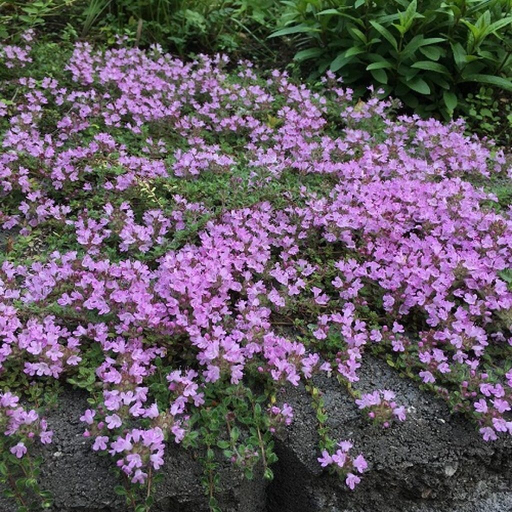 21 Beautiful Walkable Ground Covers for a Dreamy Garden