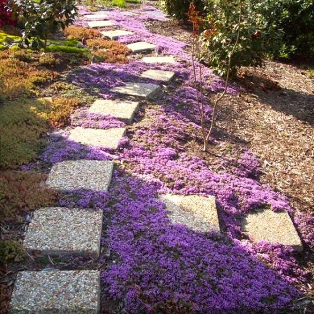 15 Charming Creeping Thyme Lawn Ideas for Natural Beauty
