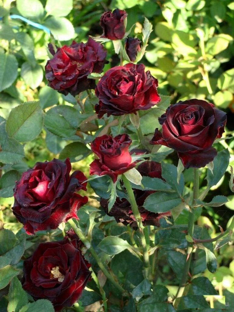 12 Stunning Red and Black Flowers to Brighten Any Garden