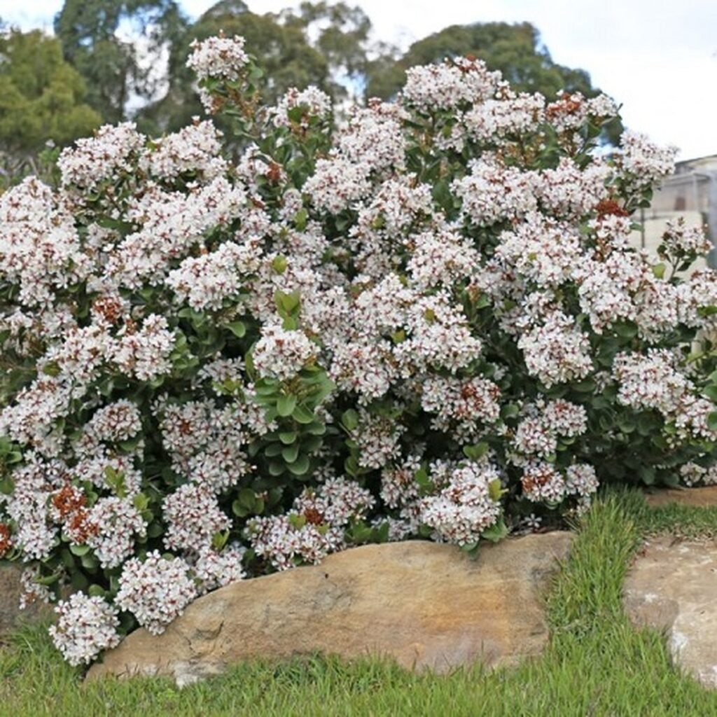 11 Gorgeous Indian Hawthorn Varieties for Your Dream Garden
