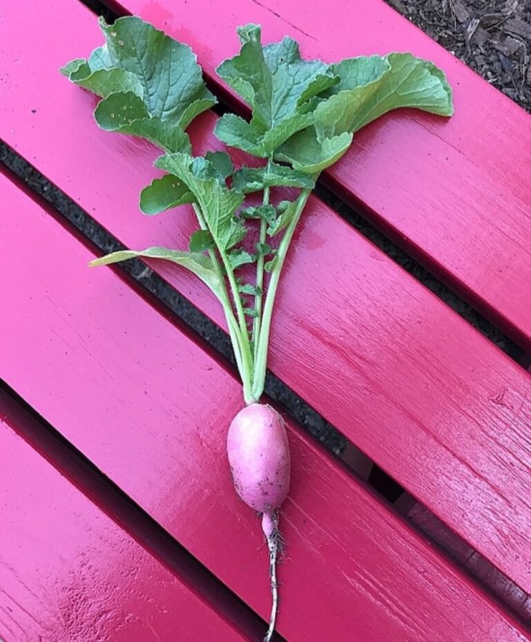 40 Exciting Radish Varieties Perfect for Your Container or Garden