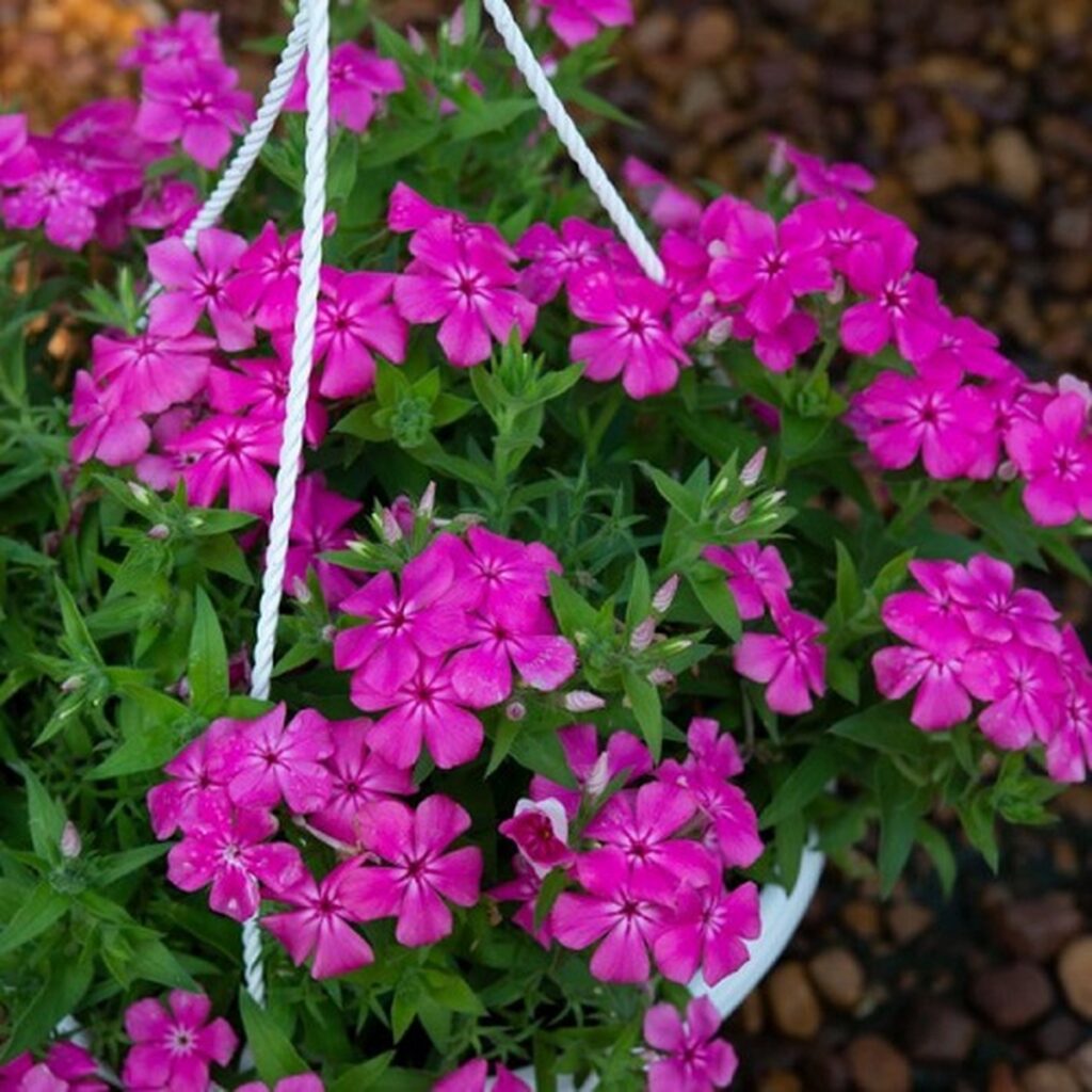 41 Stunning Magenta Flowers That Brighten Any Garden
