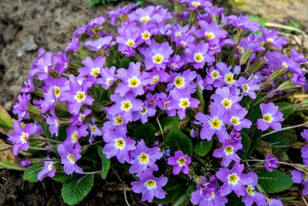 47 Most Fragrant Flowers That Fill Gardens With Sweet Scents