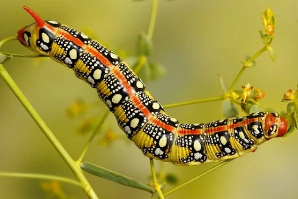 32 Fascinating Orange and Black Caterpillars We Often Spot