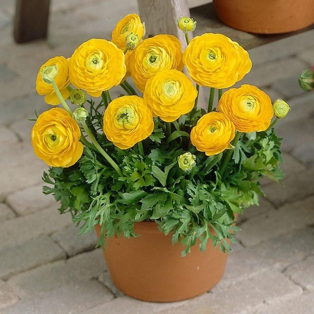 35 Fascinating Flower Meanings That Speak Love and Emotion