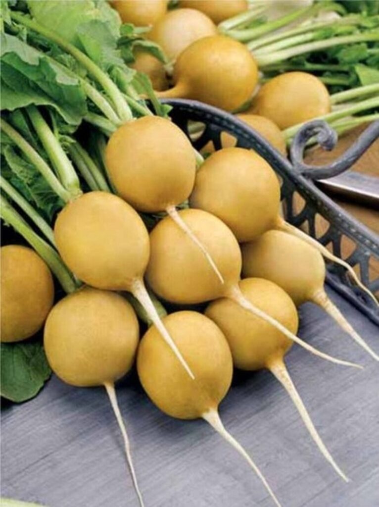 40 Exciting Radish Varieties Perfect for Your Container or Garden