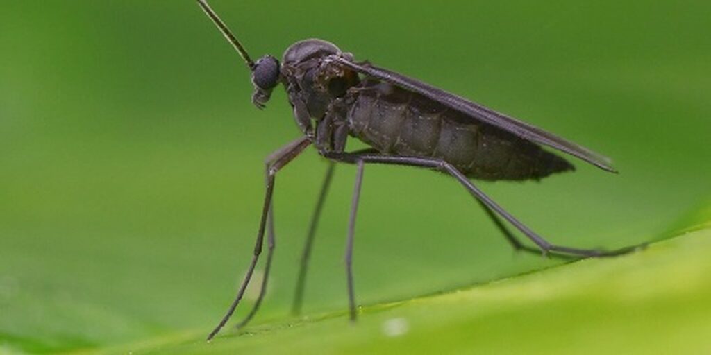 17 Fascinating Tiny Black Bugs That Look Like Poppy Seeds