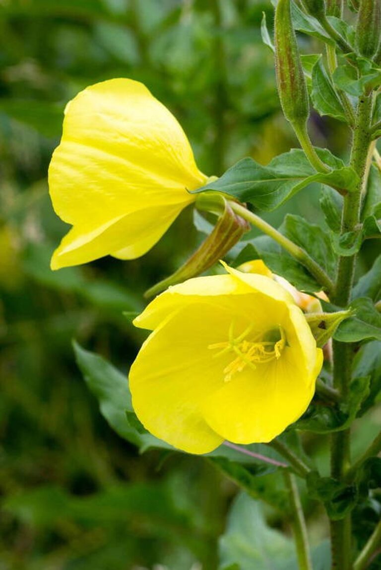 16 Stunning 4 Petal Flowers That'll Brighten Your Garden