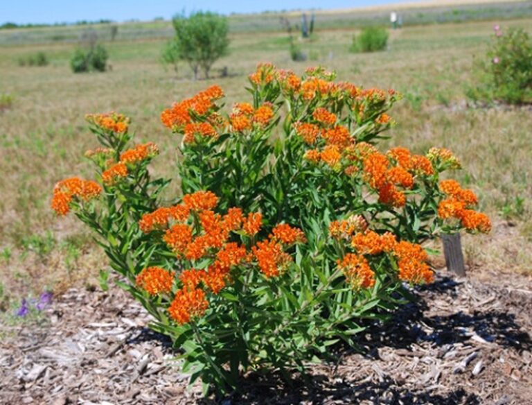 16 Surprising Common Plants That Attract Snakes to Your Garden