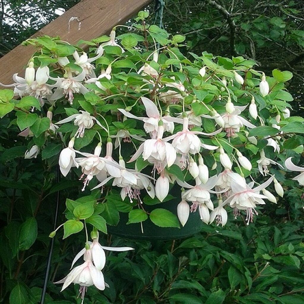 17 Stunning Trailing Flowers for Hanging Baskets That Dazzle