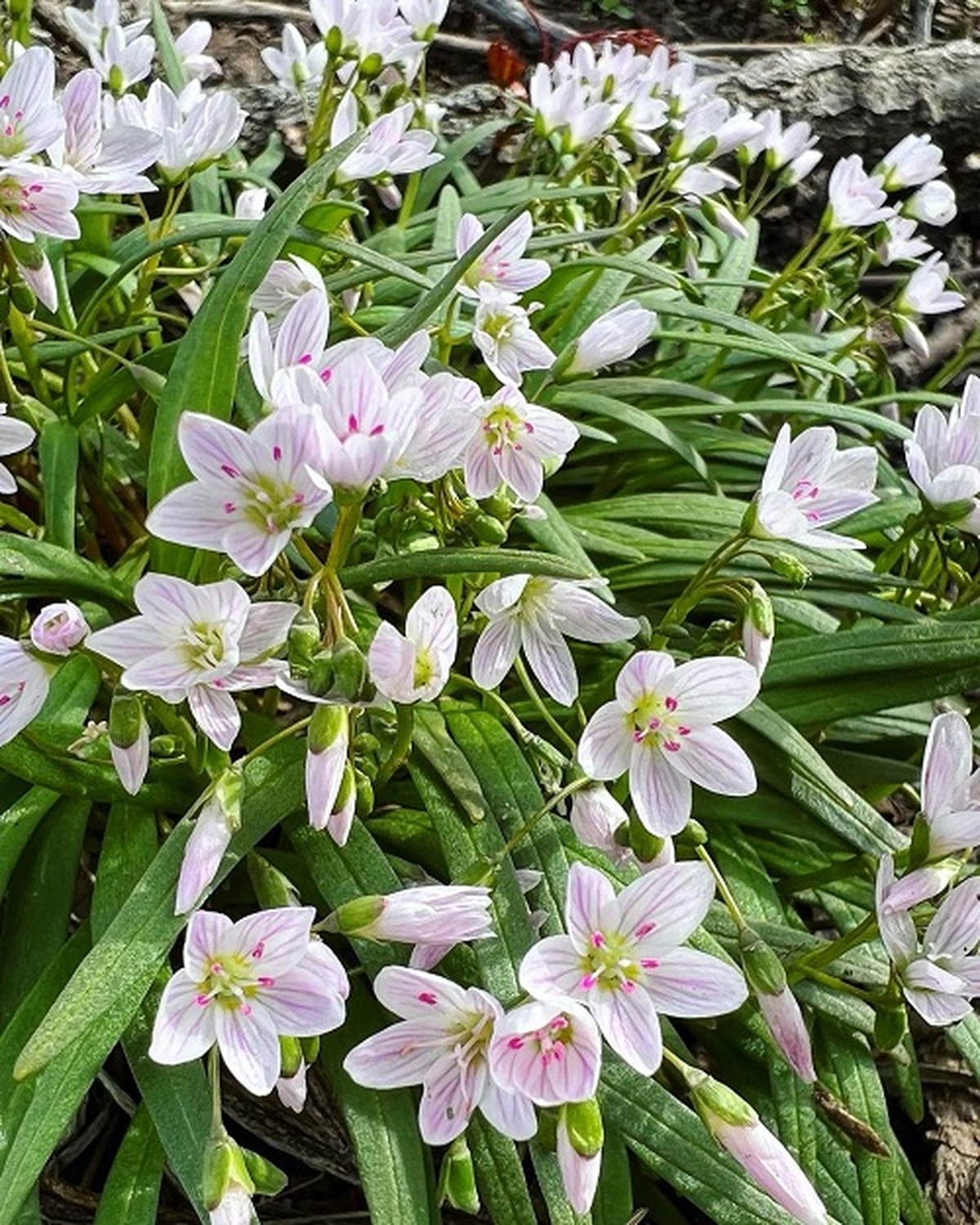 13 Gorgeous Spring Flowers in Michigan to Brighten Your Garden