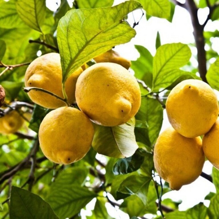 22 Different Types of Lemons (with Pictures)