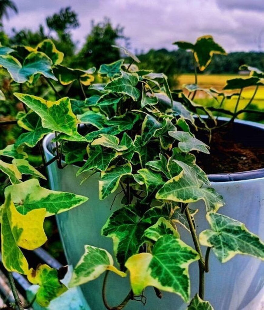 11 Remarkable English Ivy Benefits That Brighten Any Home