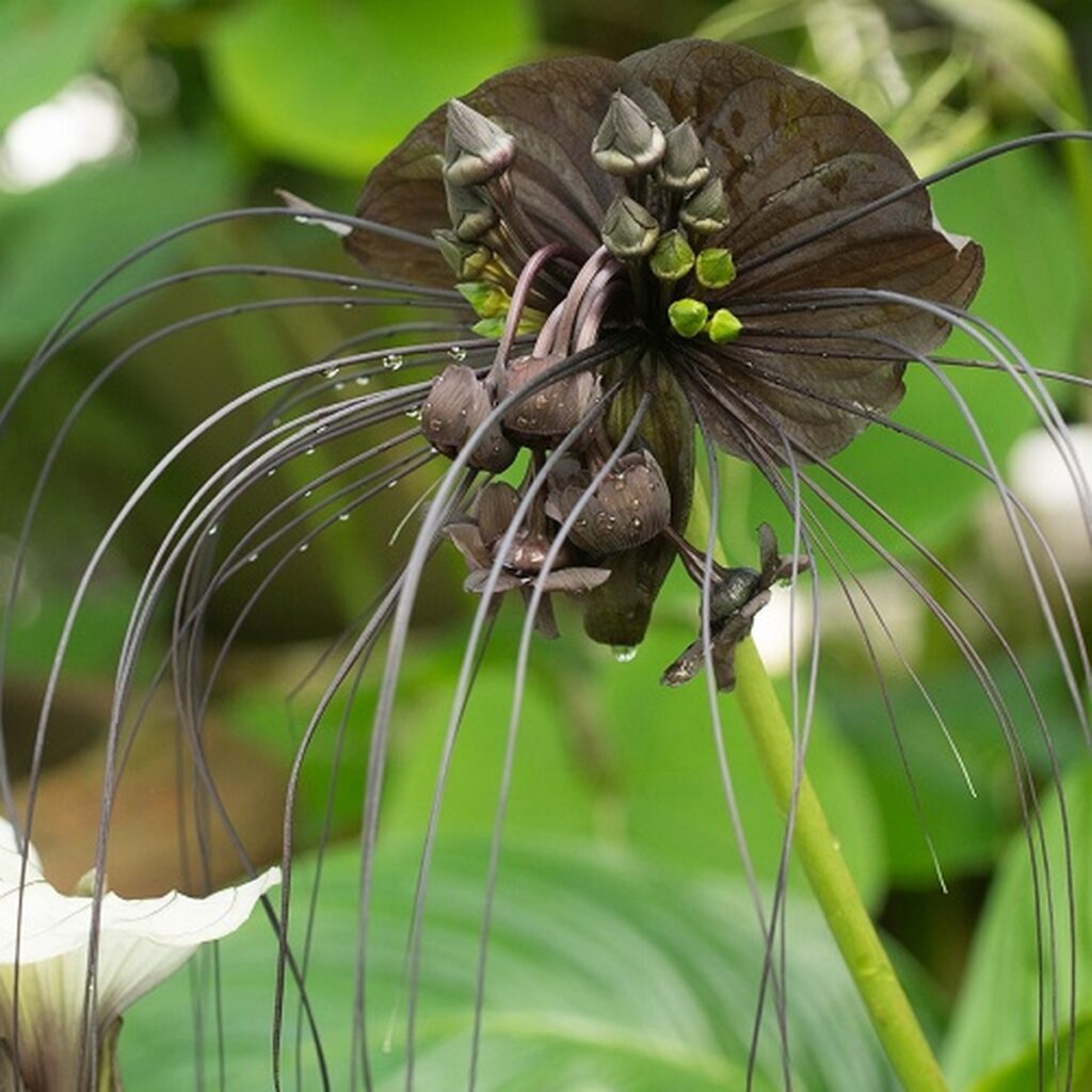 13 Beautiful Flowers That Look Like Cats - Nature's Adorable Mimics