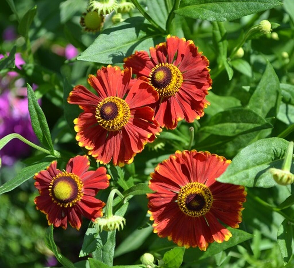 25 Breathtaking Red Flowers With Yellow Center That Wow