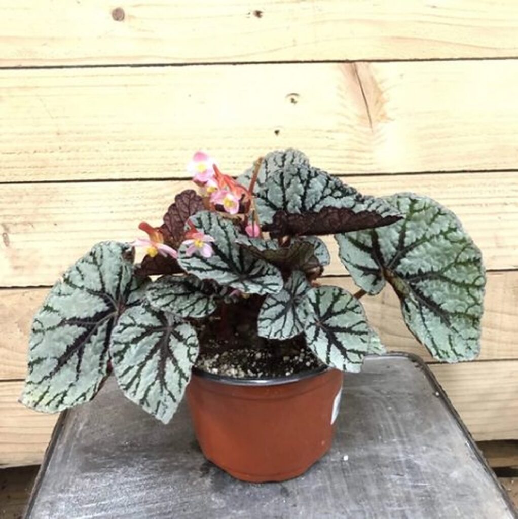 30 Gorgeous Types of Rex Begonia Varieties to Fall For