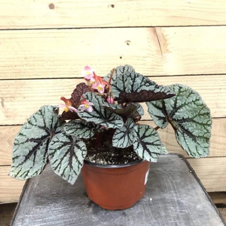 30 Gorgeous Types of Rex Begonia Varieties to Fall For