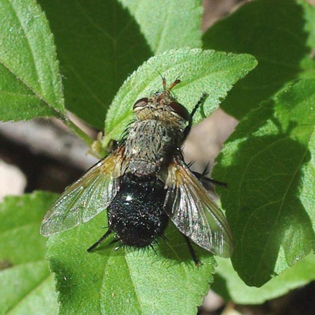 20 Surprising Garden Insects That Actually Help Your Plants Thrive