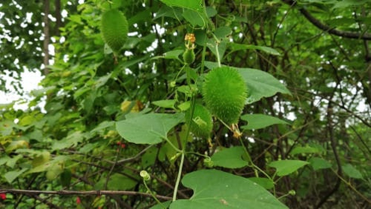 10 Delicious Types of Gourds that are Edible - Try Them Today!