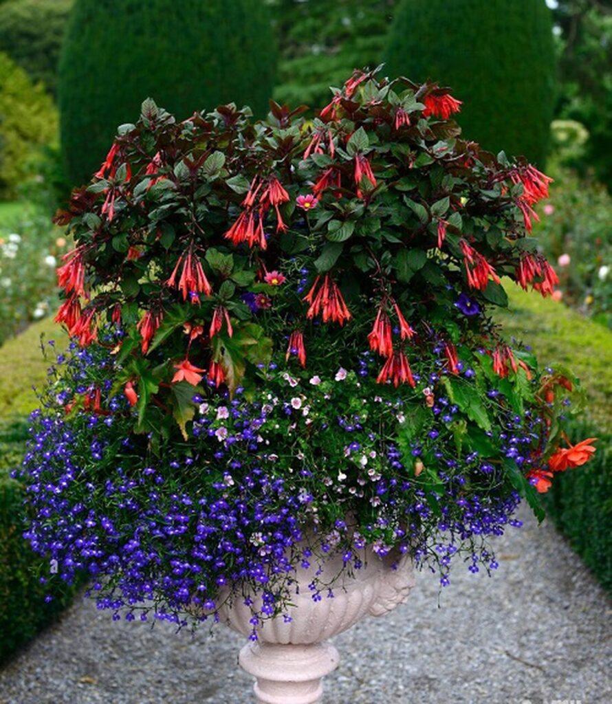 16 Gorgeous Fuchsia Variety Colors That Gardeners Adore