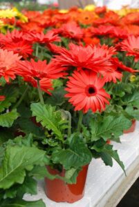 15 Strikingly Bold Flowers That Redefine Macho Masculinity