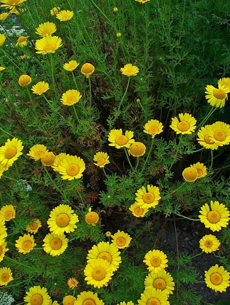 26 Stunning Gold Flowers That Add Luxury To Any Garden