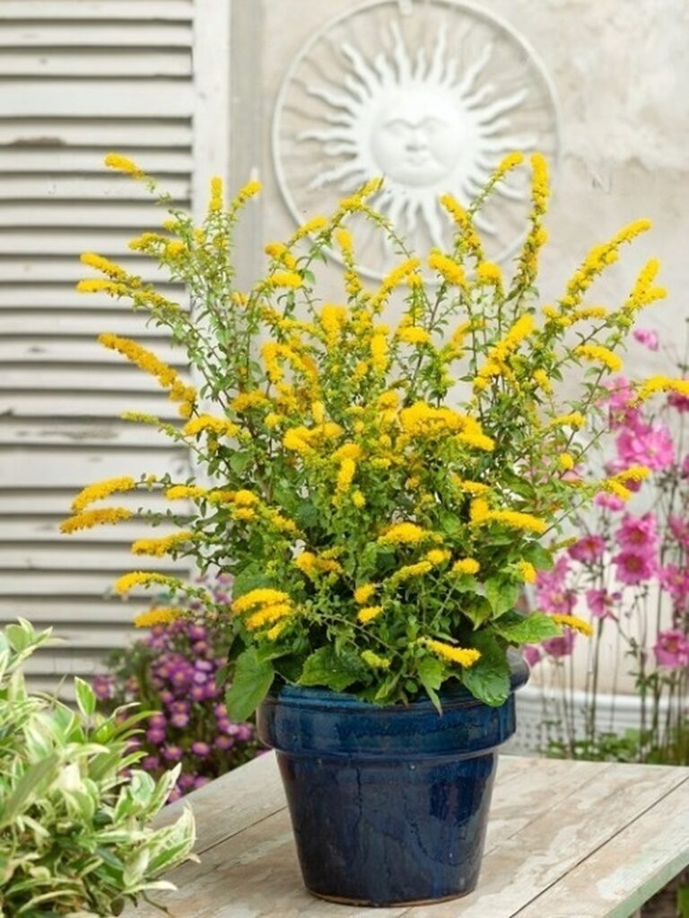 26 Stunning Gold Flowers That Add Luxury To Any Garden