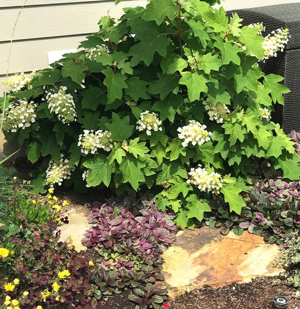 22 Breathtaking Oakleaf Hydrangea Varieties For Your Garden