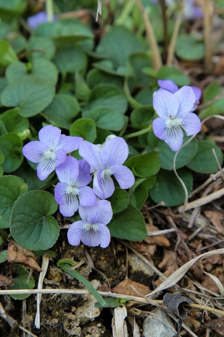 47 Beautiful Native Florida Flowers That Brighten Any Garden