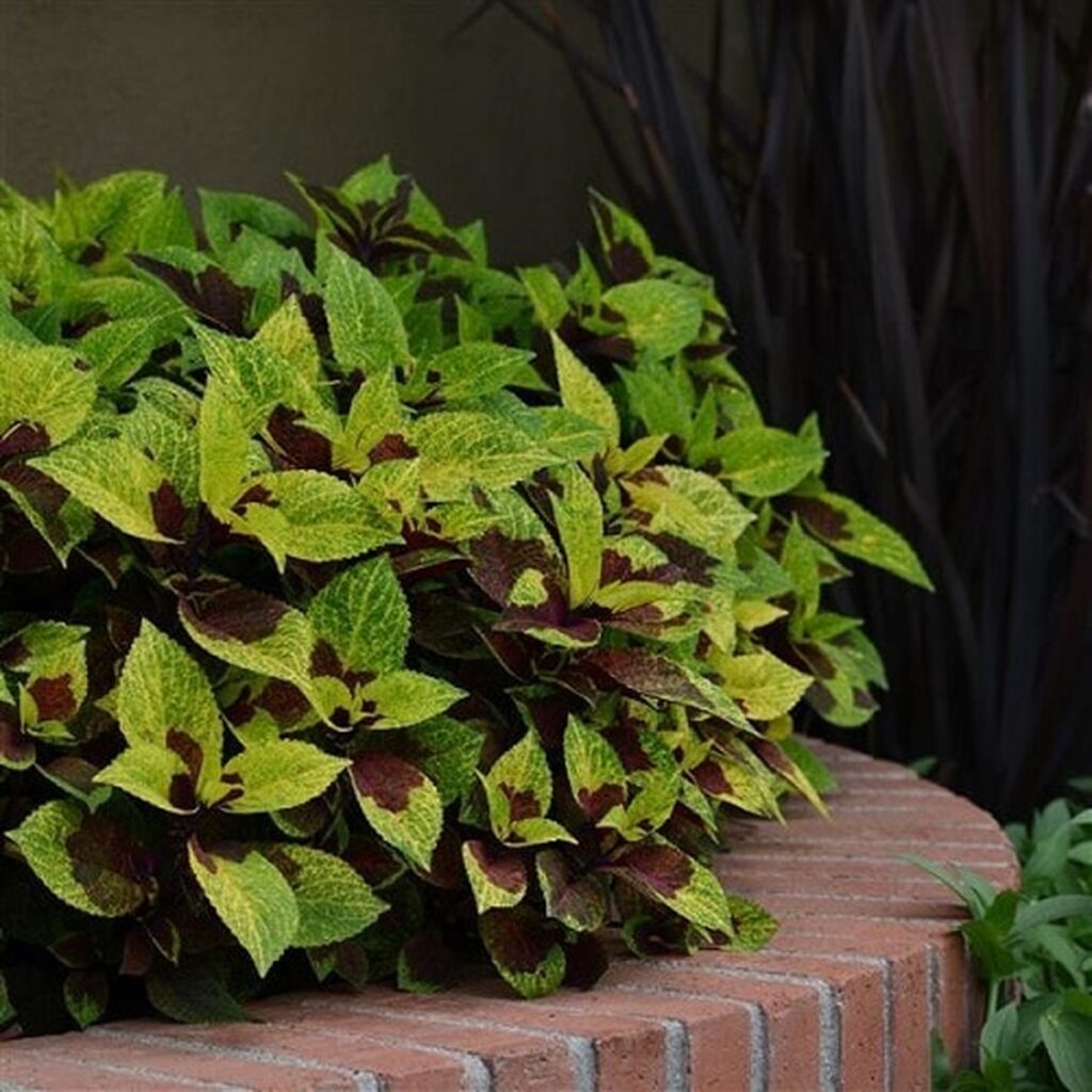 30 Gorgeous Coleus Varieties That Brighten Any Garden Space