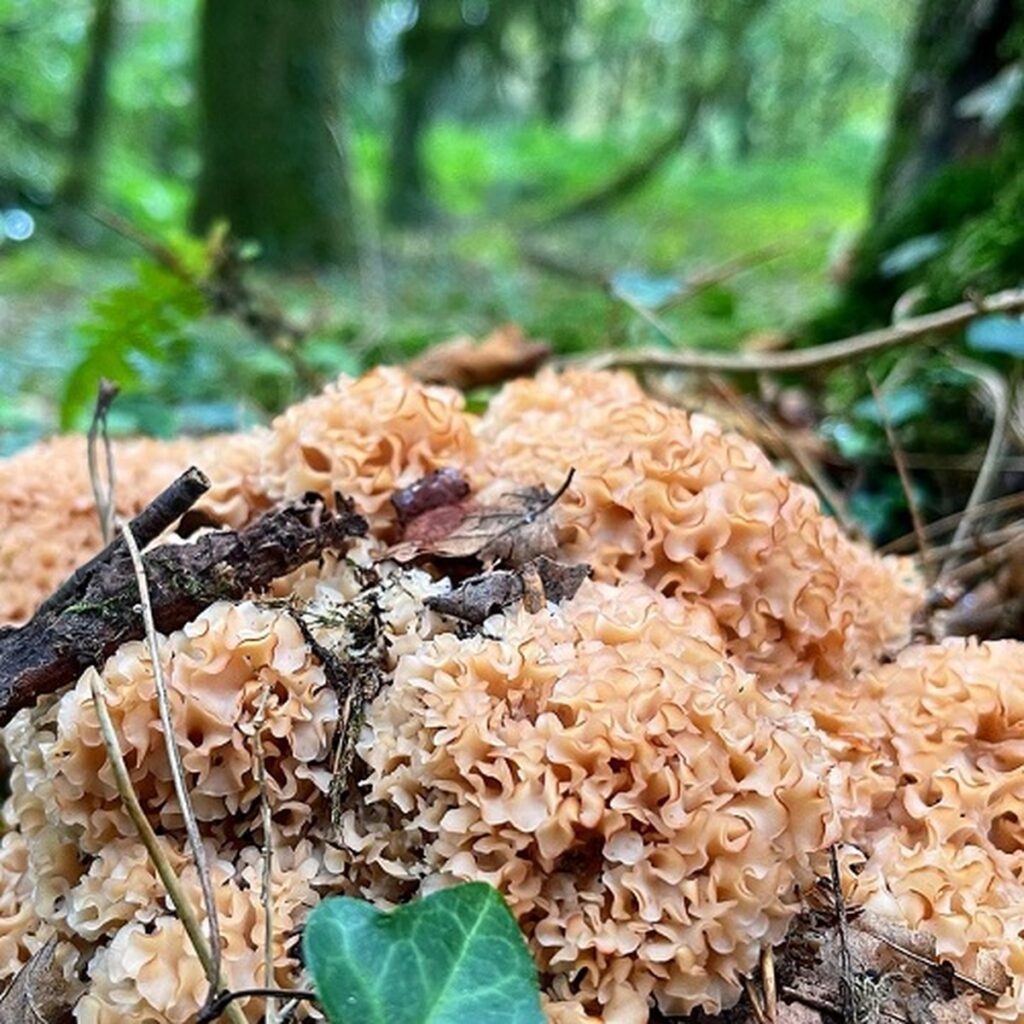 23 Stunning Mushrooms that Look Like Flowers to Discover Today