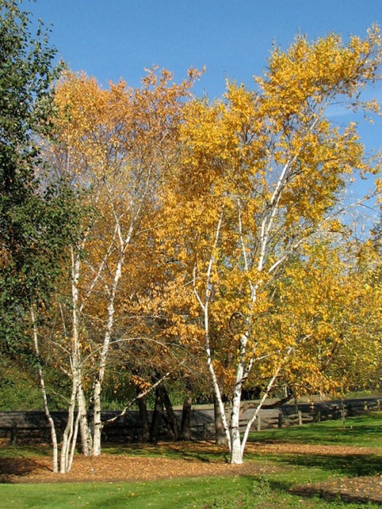 25 Enchanting Trees With Smooth Gray Bark That Stun Year-Round