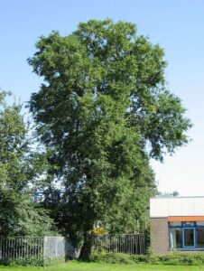21 Beautiful Types of Elm Trees: Your Simple Identification Guide