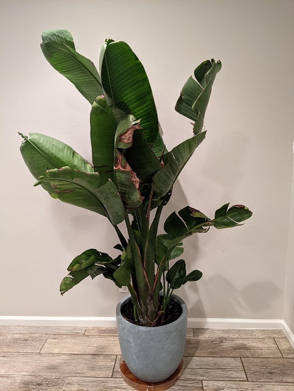 9 Essential Bird of Paradise Problems and Easy Solutions