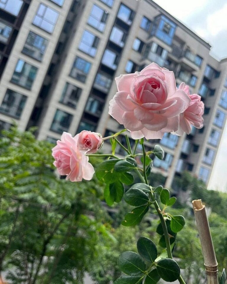 12 Adorable Smallest Rose Varieties for Containers to Know