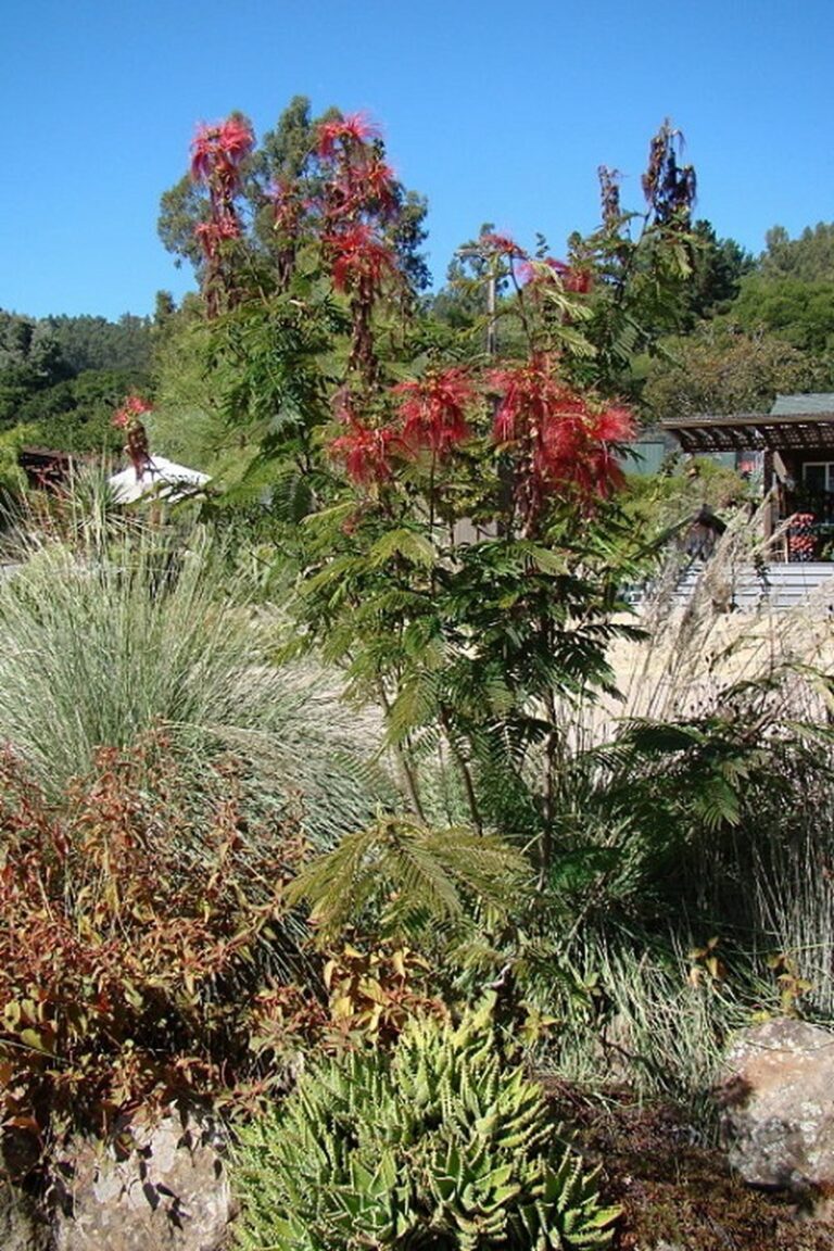 19 Stunning Calliandra Plant Types: Gorgeous Powder Puff Varieties