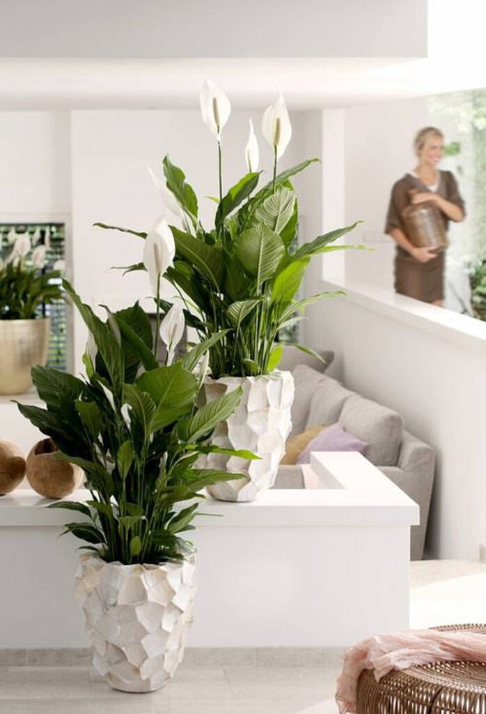 18 Calming Indoor Plants to Ease Anxiety and Depression