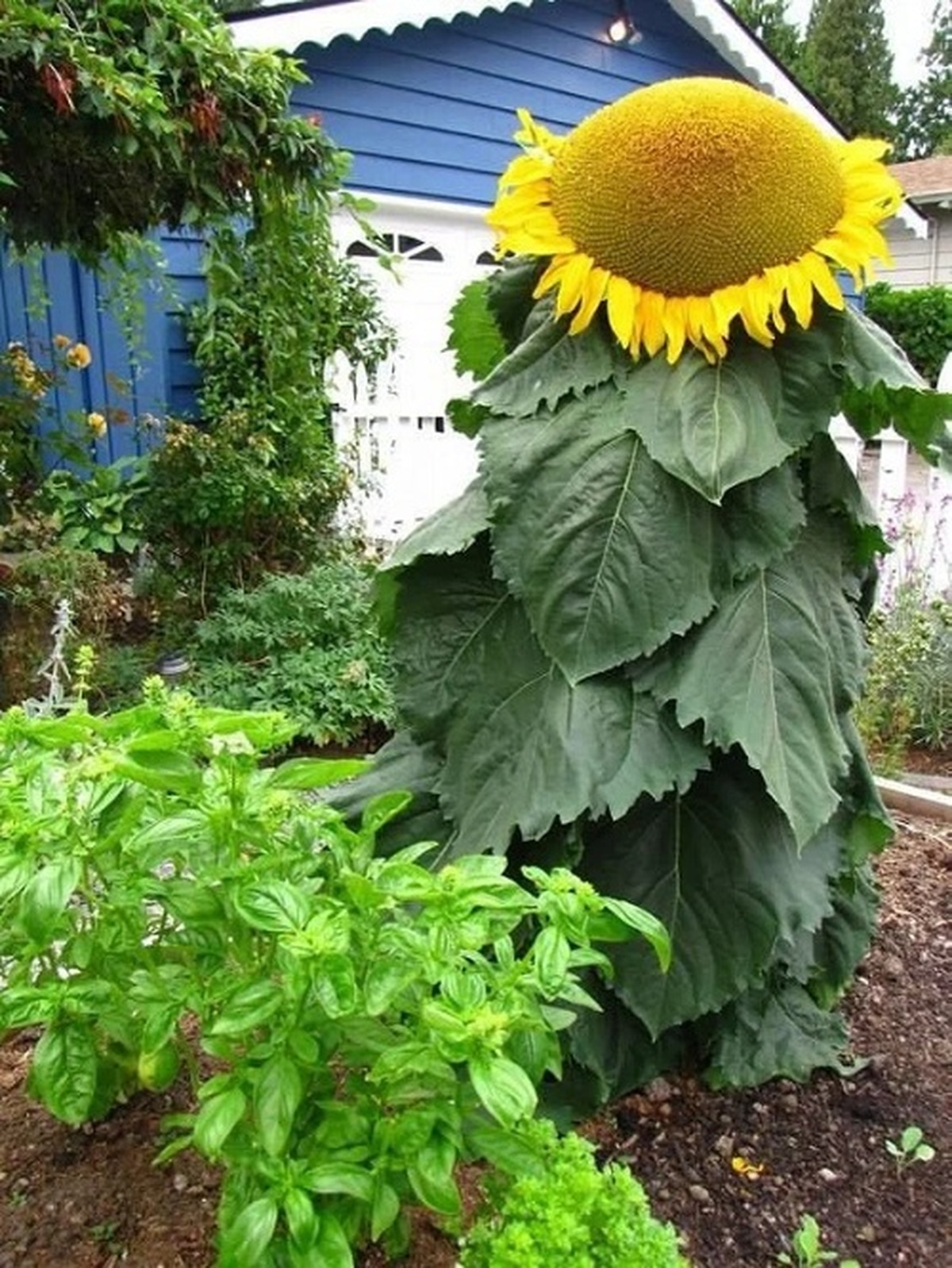 15 Stunning Giant Sunflower Varieties for Your Dream Garden