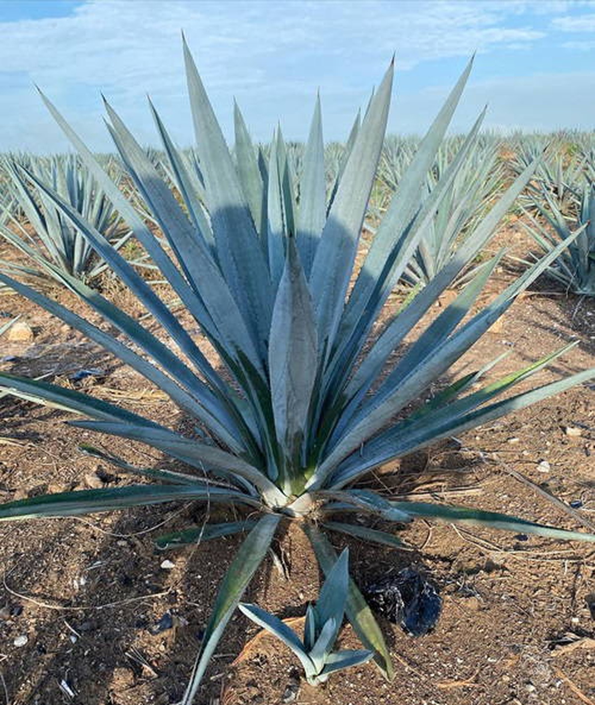9 Stunning Types of Blue Agave Plants to Brighten Your Garden