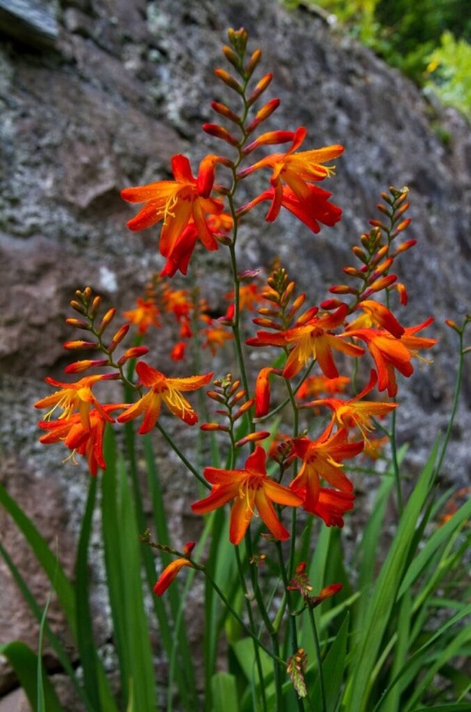 25 Dazzling Perennials with Orange Flowers to Brighten Your Garden