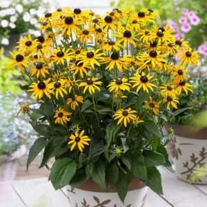 46 Stunning Plants that Attract Bees: Bee Friendly Gardens