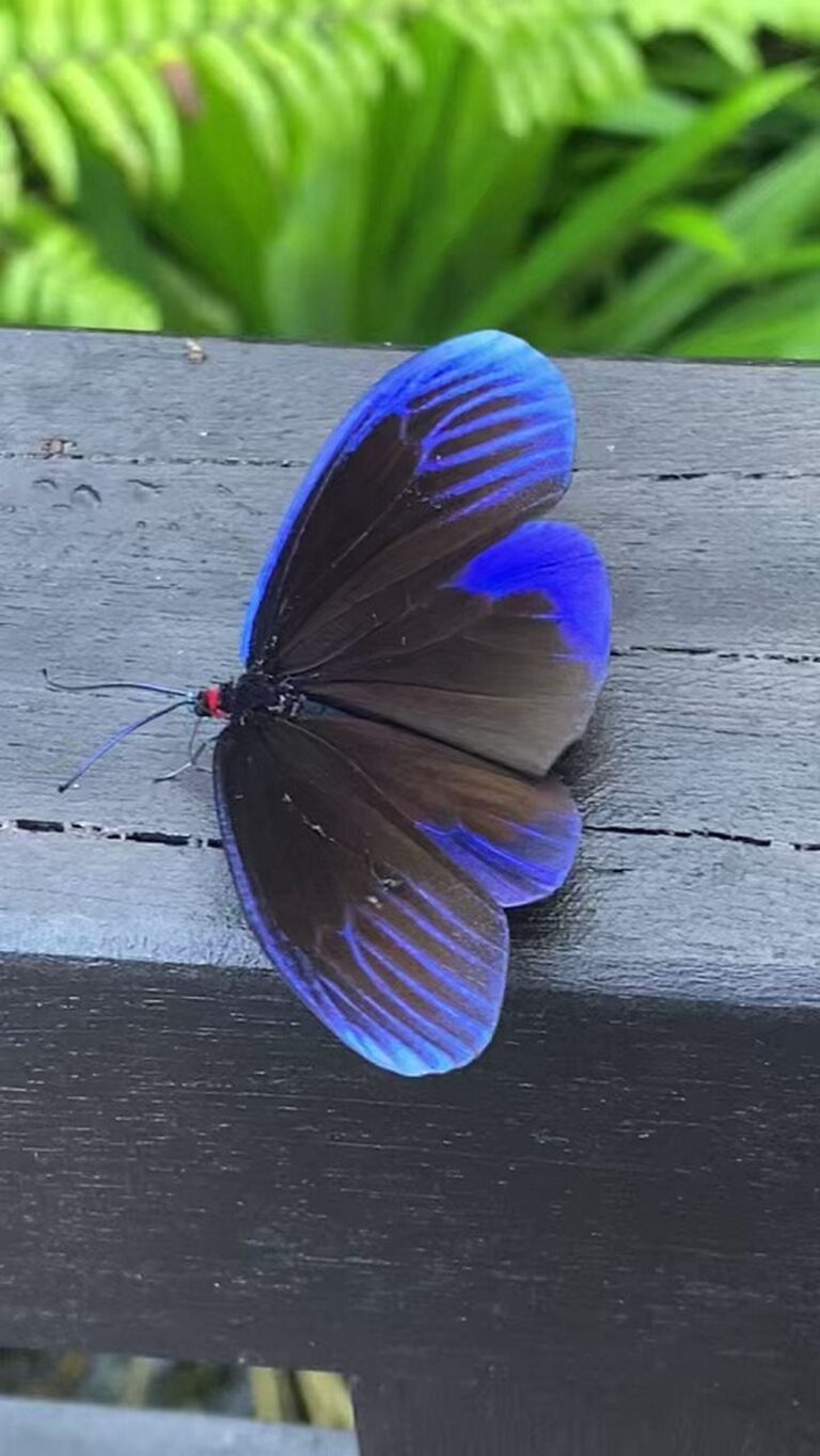 15 Fascinating Blue Moths to Spot in Your Garden