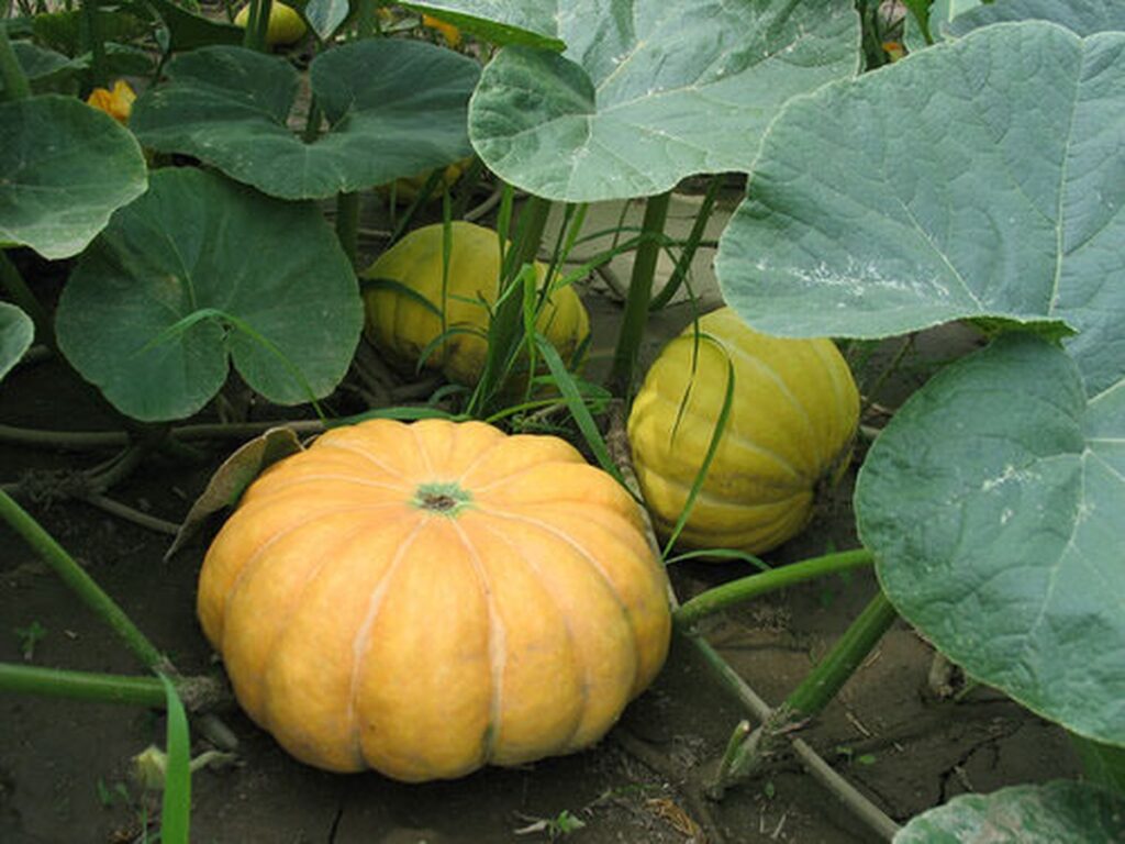 14 Fascinating Names of Squash in Different Languages Worldwide