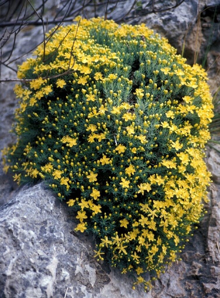 22 Beautiful Greek Flowers to Brighten Your Garden Today