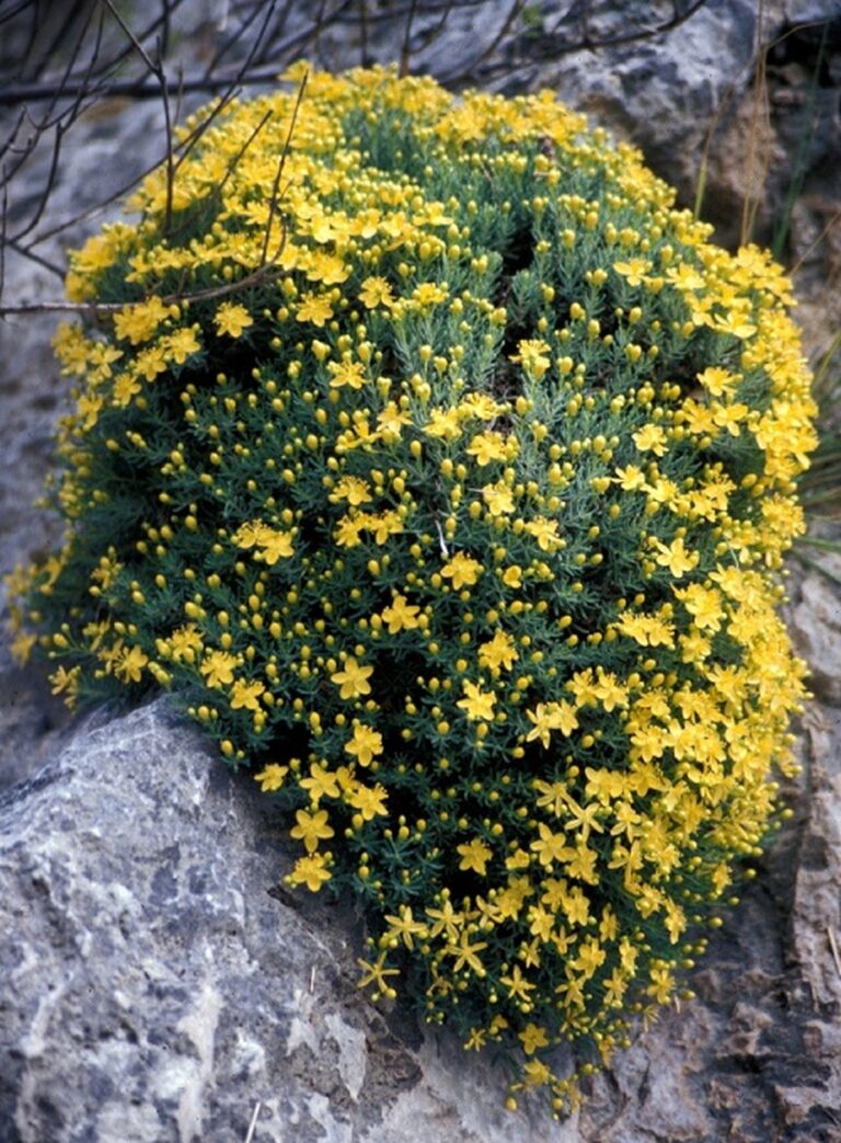 22 Beautiful Greek Flowers to Brighten Your Garden Today